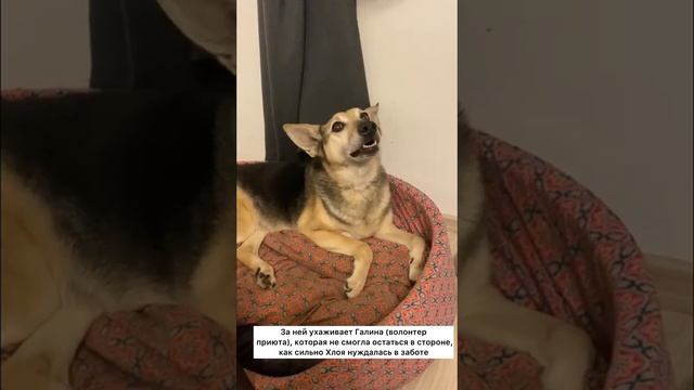 ХЛОЯ. Часть 2 "Домашняя Хлоя", у собаки отказали задние лапы