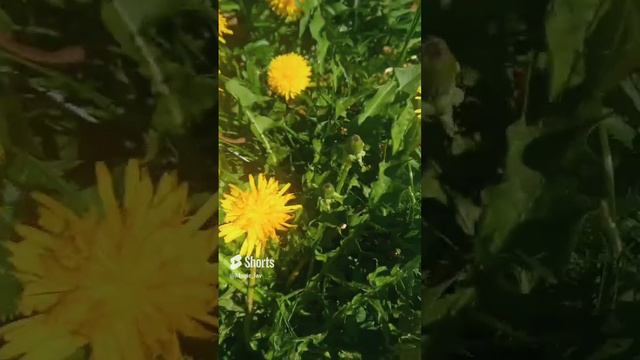 Одуванчики как их собирать на варенье.