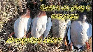 Охота с подхода на утку Октябрь 2021.