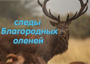 The Hunter classic(следы Благородных оленей)