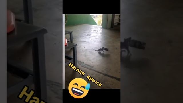 Крыса спёрла банку
