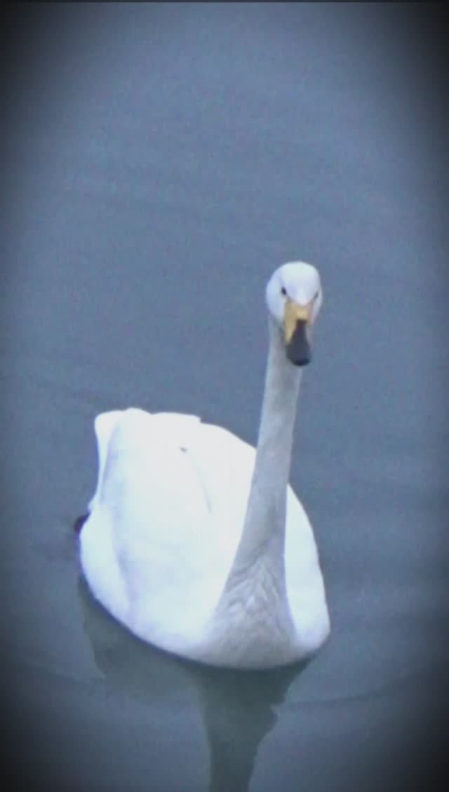 Красавец Гоша. #Funny_animals. Санаторий «Лаба» Лабинск.