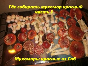 Где растут мухоморы красные в Ленинградской области - часть 3 (Грибоман представляет)