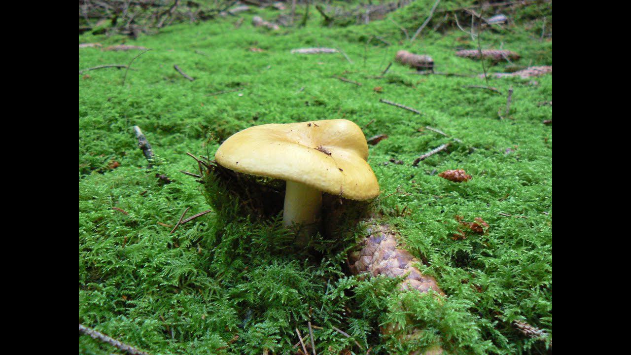 Грибы и соседи. #грибы #лес