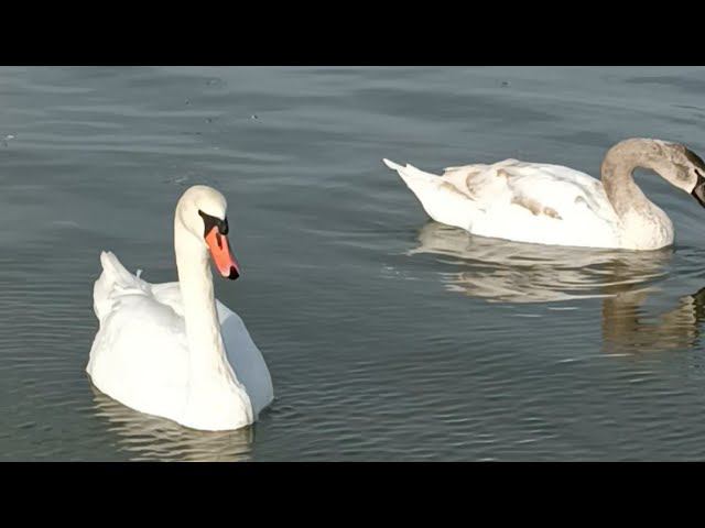 ГУСИ-ЛЕБЕДИ ))           Новороссийск, 20 ноября ( +19)