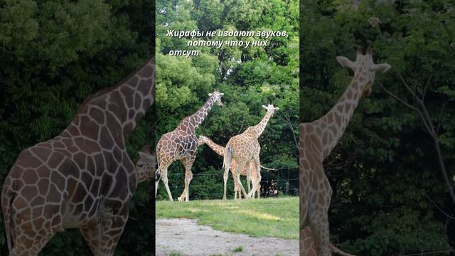 Жирафы 🦒