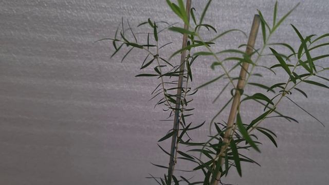 Мелалеука льняная 5