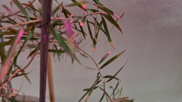 Мелалеука СП 9