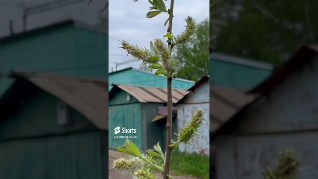 Гольф 4 пророс...