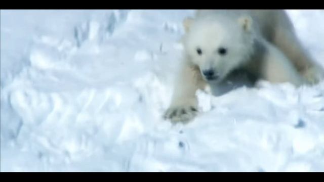 Белая медведица и её  два любимых медвежонка