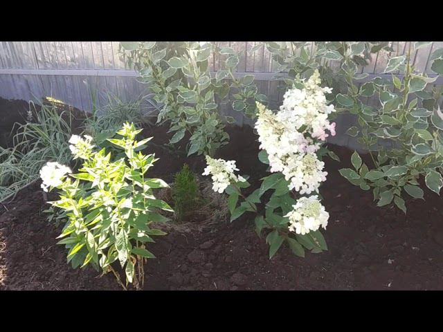 КУПИЛА 13 ТУЙ