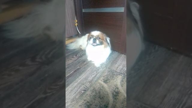 собака