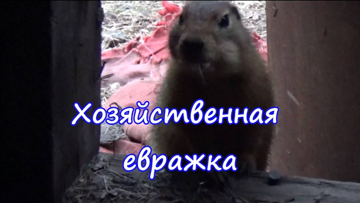 ″Одержимый Джим″ или с пакрафтом вдаль... 2020 год. «Хозяйственная евражка-чибагалажка». 2020 год