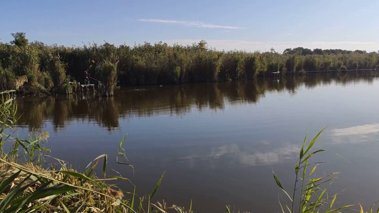 Вываживание амура на 4 кг