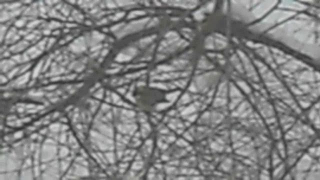 Большие синицы в ветвях 53454654 DSCN5088