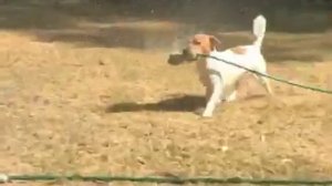 Пёс хочет искупать своего друга из шланга