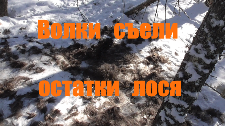 Волки доели остатки лося. Поймали и съели глухаря.