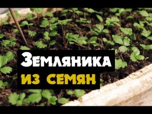 Вырастить землянику из семян рассадой в Сибири и на Дальнем Востоке