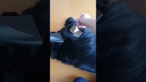 феним