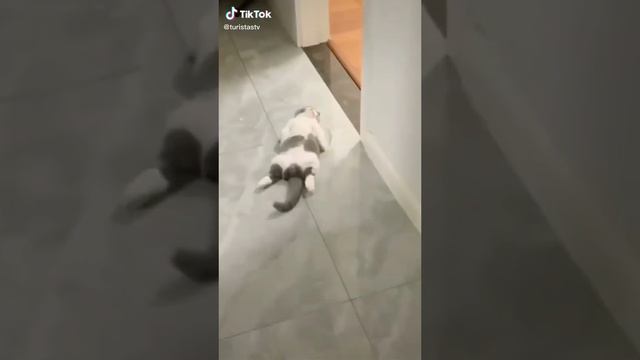 Видео №243 (TikTok)
