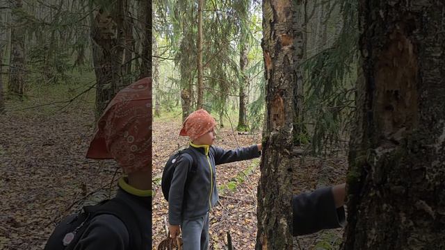 Саша изучает лес 🌲🌳🍄🌦️