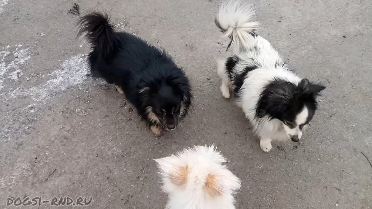 Маленькие соседи и большой родственник. Эльза и Компания