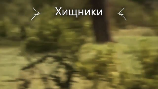 Львицы напали на бородавочника