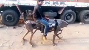 Как вам такое, Boston Dynamics?