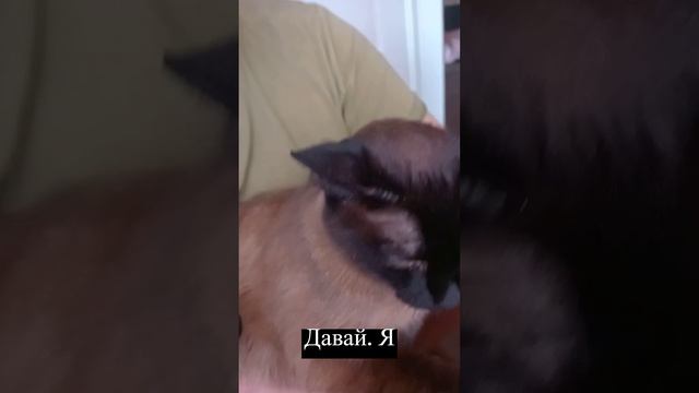 Cat MUSIK 15_03_2024_