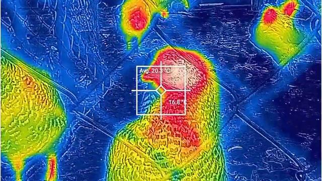 Chickens on the Flir Lepton 2.5 thermal camera using Blackview BV6600 ...