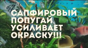 Сапфировый попугай оправдывает свое название