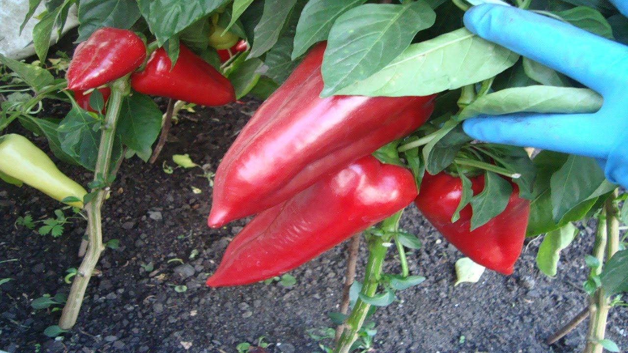 СЕМЕНА ПЕРЦА ВЗОЙДУТ ОЧЕНЬ БЫСТРО  ПРИ ТАКОМ СПОСОБЕ  ПОСЕВА