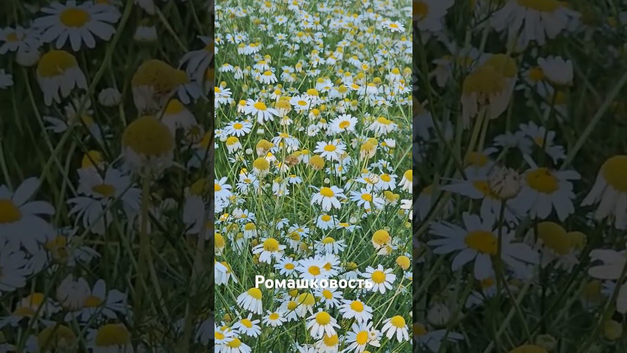 Море ромашек #ромашки #цветы #лето