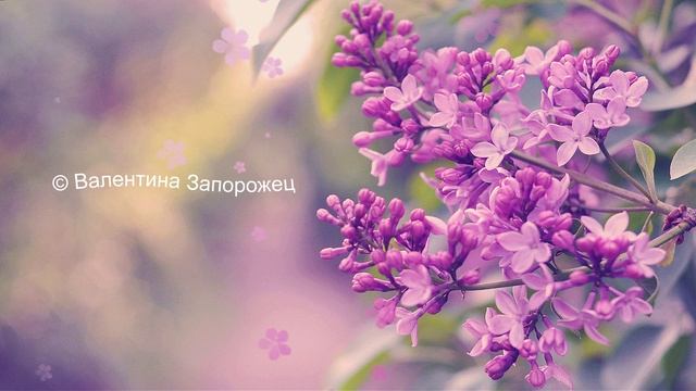 Фон для монтажа видео 29.mp4