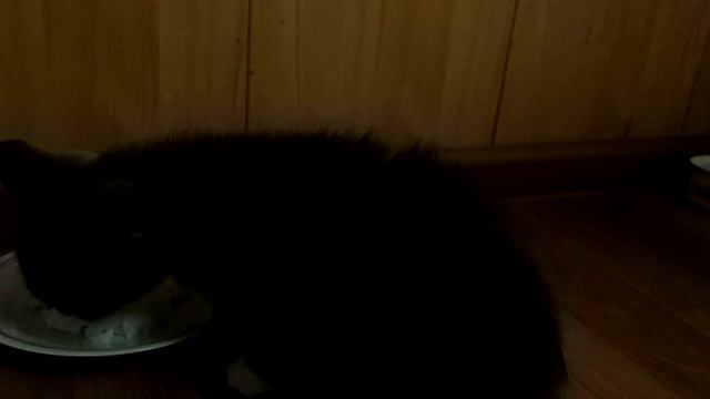 В нашей квартире появился новый хозяин - котик Сеня.