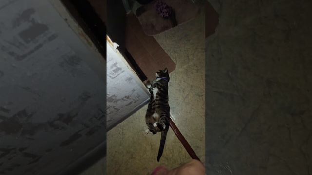 лежит на спине лапками кверху