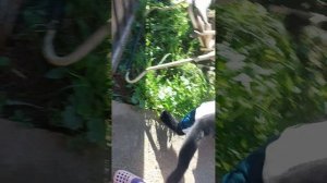 Фрагменты прогулок в обезьяньем доме🐒👋