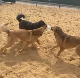 Тот случай, когда волонтеры забыли привезти для собак игрушки. Приют ТиНАО в Малинках