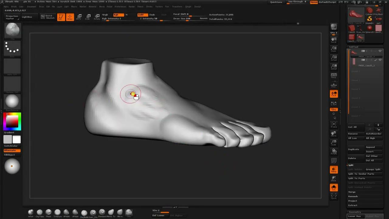 Anat Vol 03 07  Foot Base part 4 4