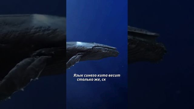🐋🐋🐋