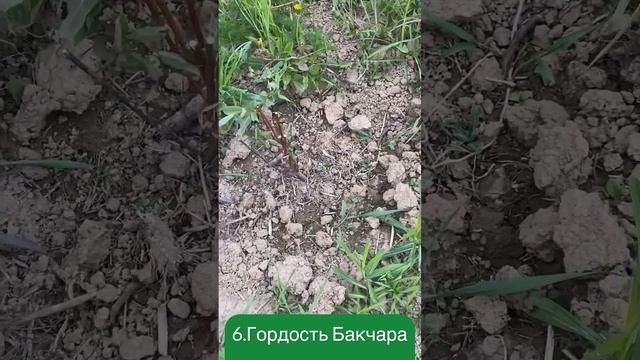 Жимолость