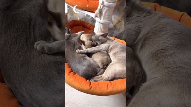 Бурма? бурманская кошка.