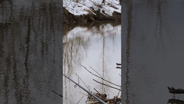 Ловля КАРАСЯ зимой на поплавок #shorts