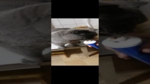 VID_20221109_175104.mp4