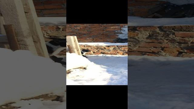 Зима в Сибири. Бостон терьеры