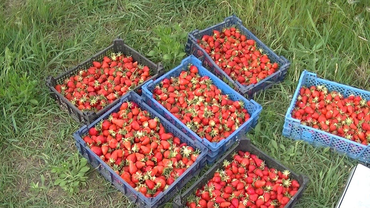 Сбор клубники 6 мая Джоли и Клери. Чем кормить при созревании клубнику.
