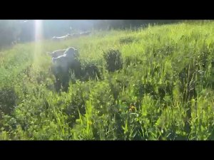 Наши щеночки у своих новых хозяев