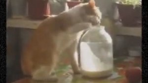 Умные коты