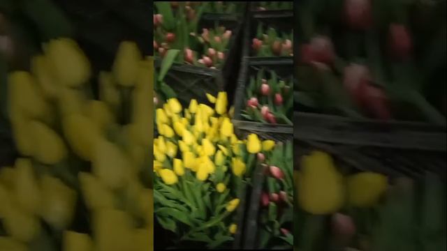 ТЮЛЬПАНЫ🌺🌺🌺🌺
