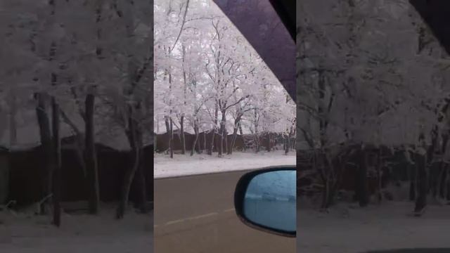 Лес